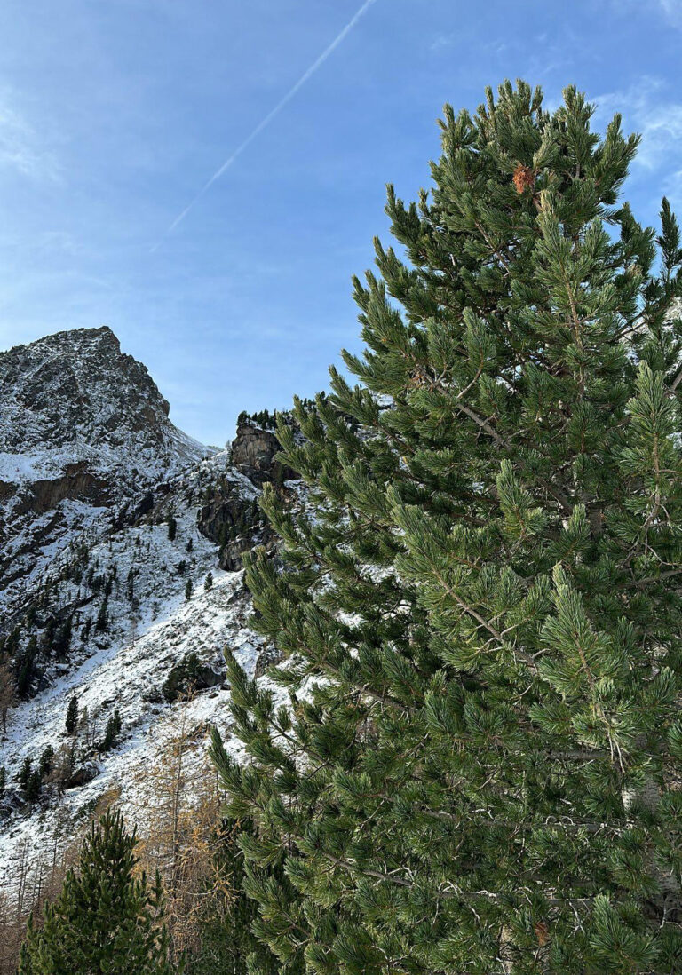 Parliamo del protagonista della nostra prima linea: il Pino Cembro o ...