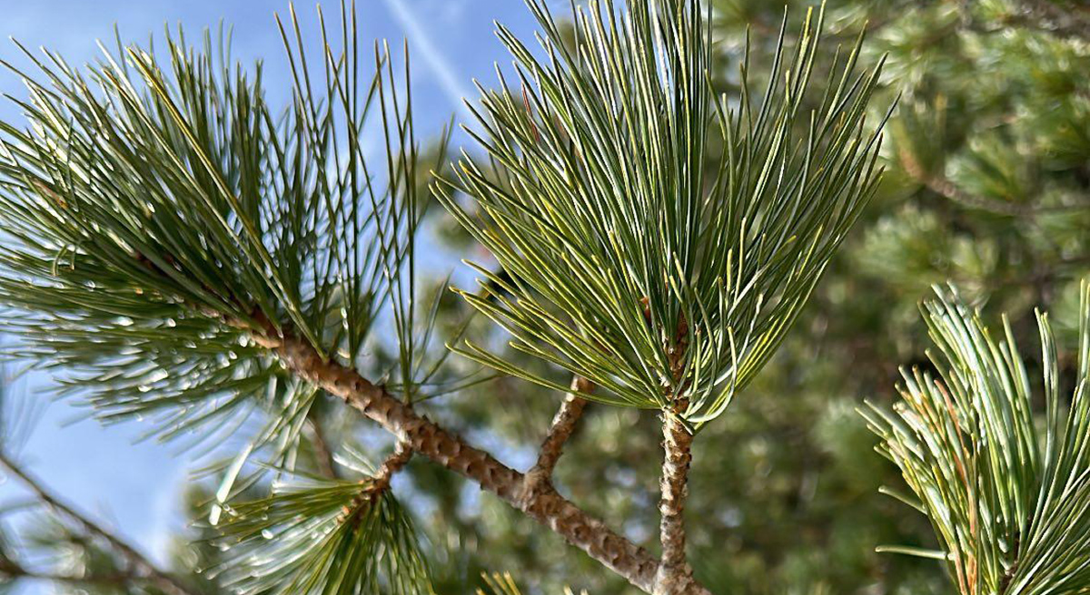 Parliamo del protagonista della nostra prima linea: il Pino Cembro o ...